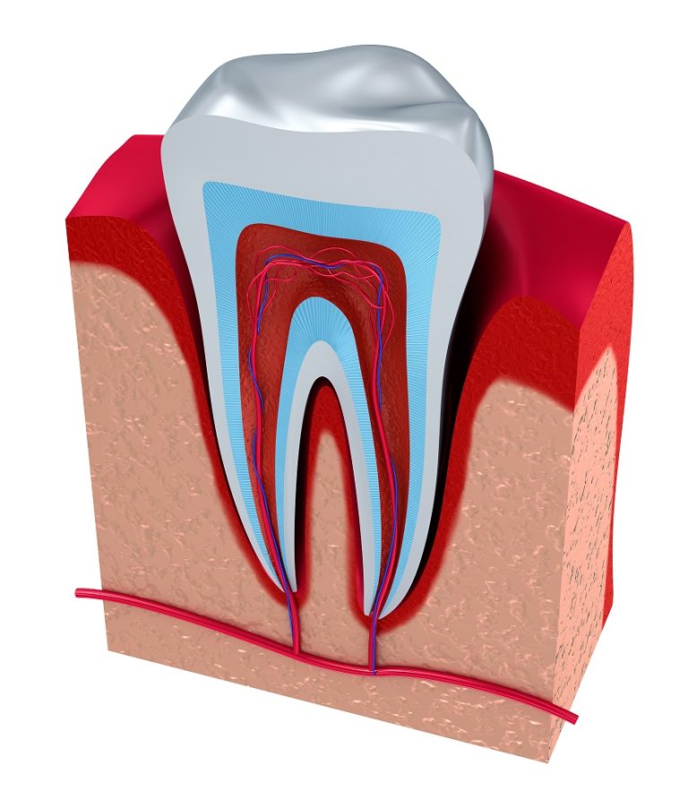 What to Know About Endodontics